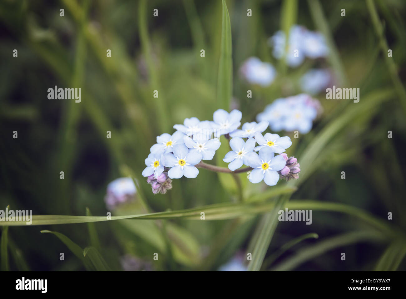 forget me nots flowers close up, vintage toned photo Stock Photo - Alamy