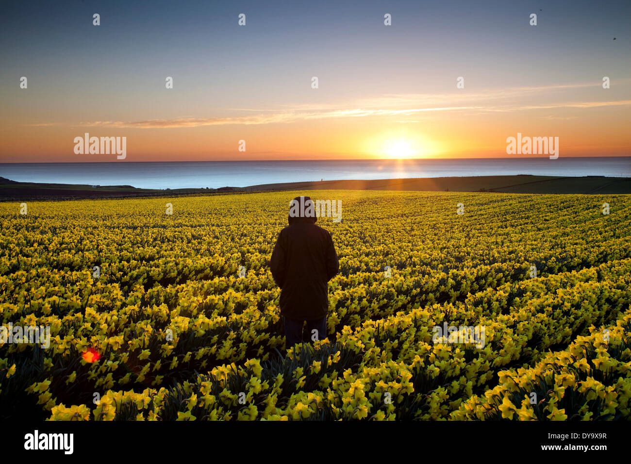 Fields of early spring daffodils in Kinneff, Aberdeenshire, UK. April ...