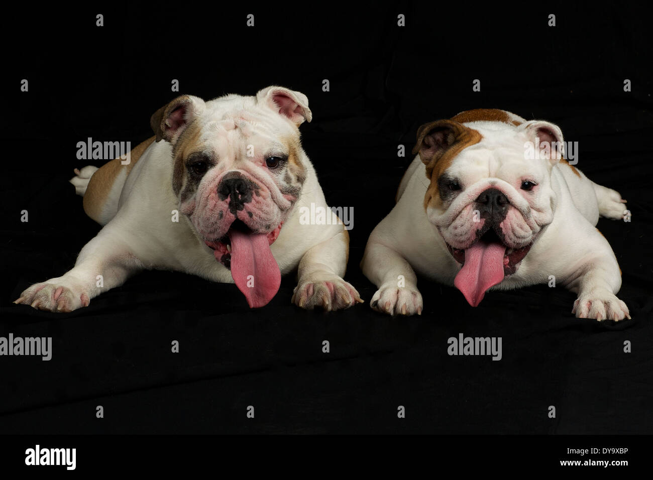 English bulldogs hi-res stock photography and images - Alamy