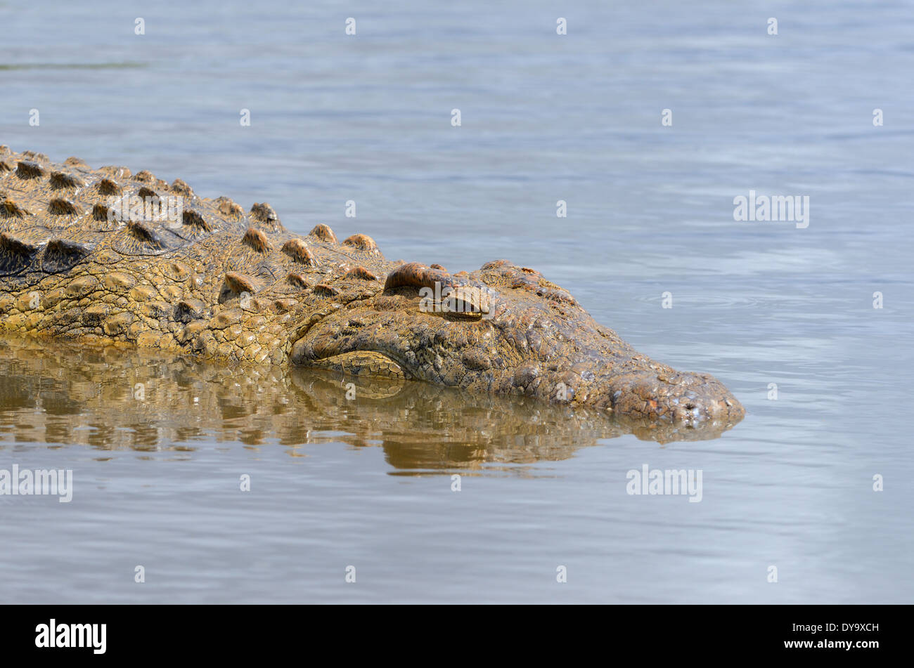 Nile crocodile (Crocodylus niloticus), taking a sun bath in water ...