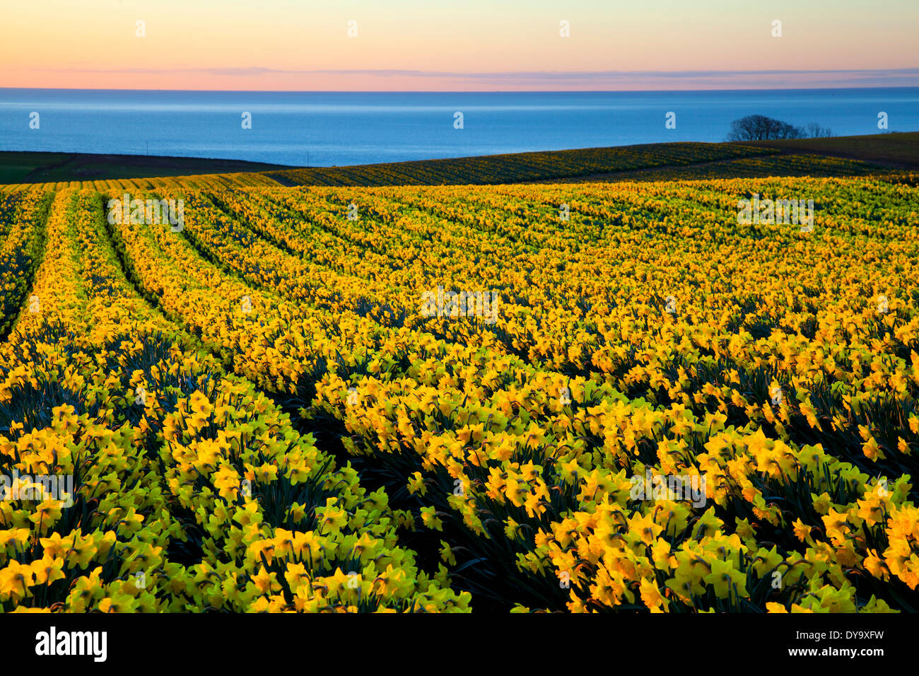Fields of early spring daffodils in Kinneff, Aberdeenshire, UK. April ...