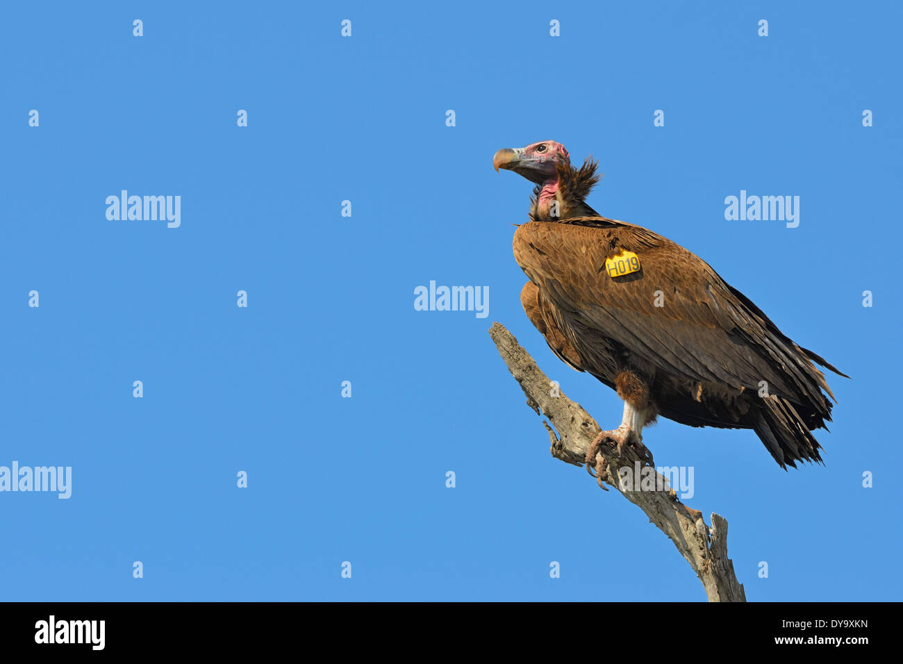 Vulture badge hi-res stock photography and images - Alamy