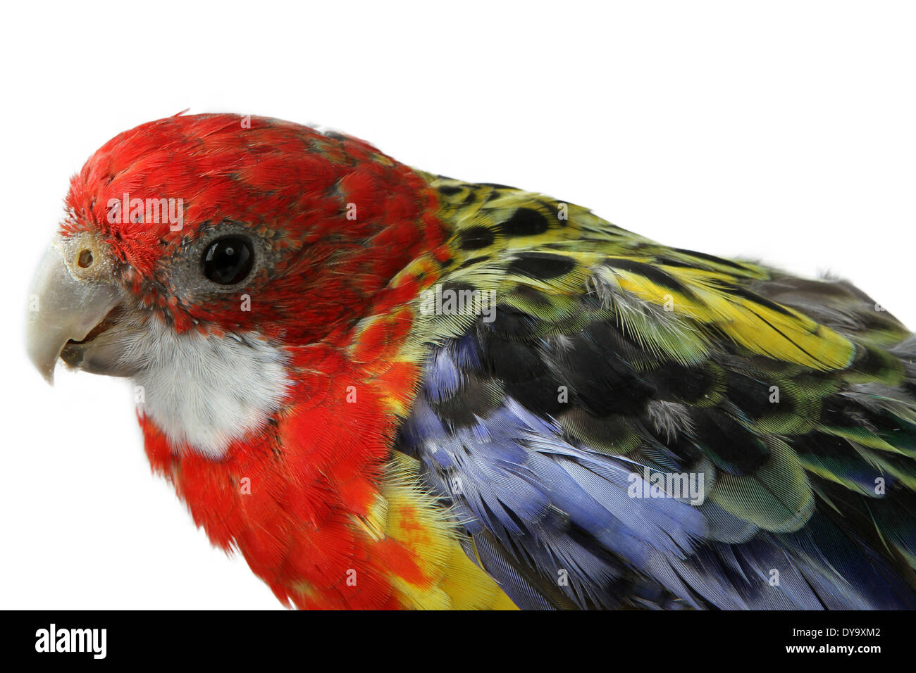 a beautiful large colorful parrot isolated on white background Stock ...