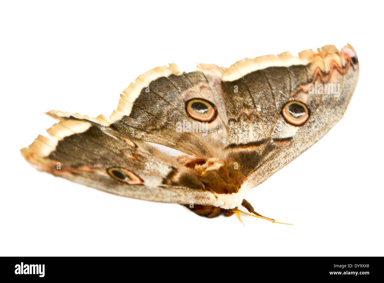 The beautiful giant silk moth butterfly called Cecropia Moth isolated ...