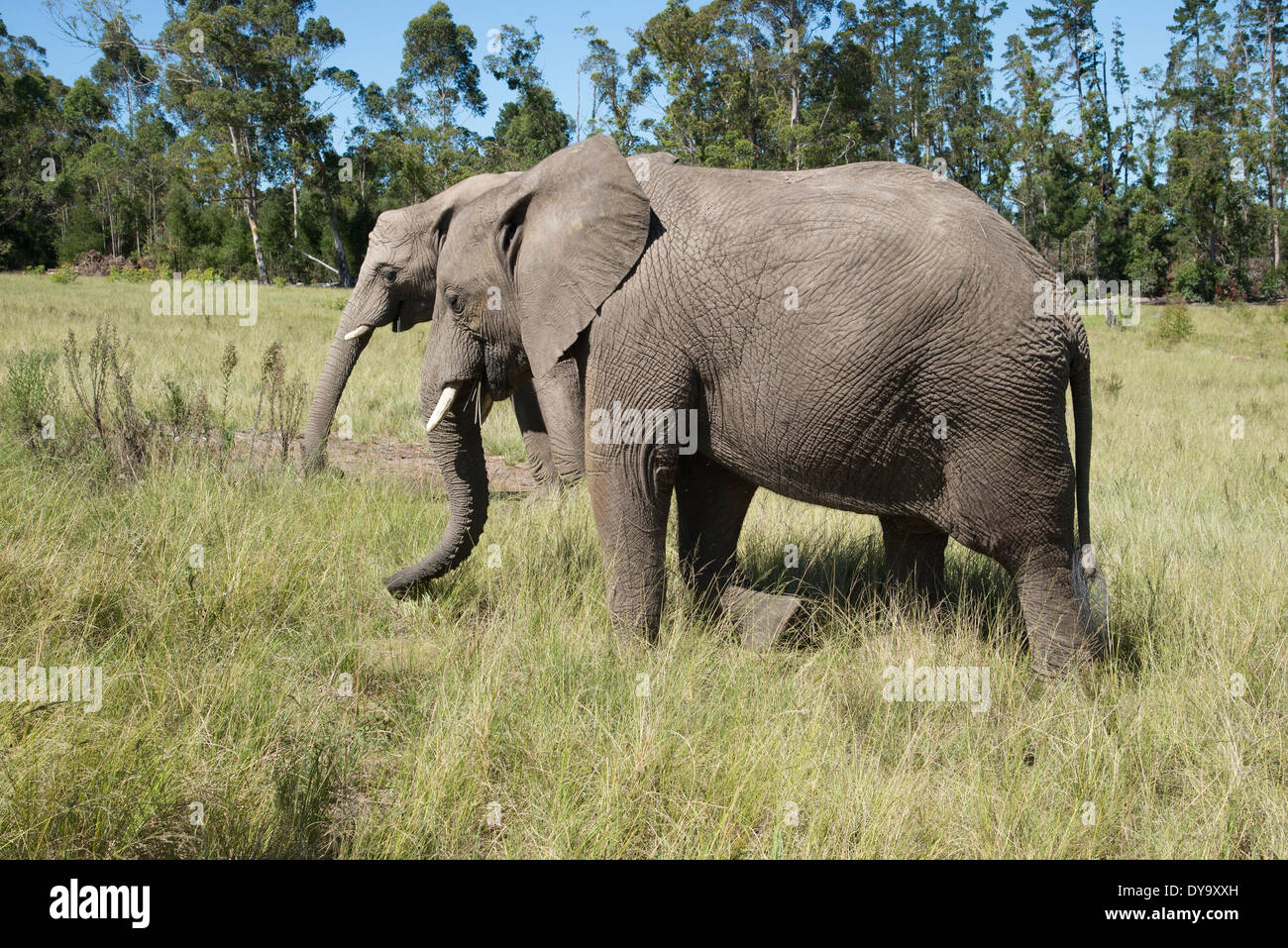 Two young African elephants eating grass South Africa Stock Photo - Alamy