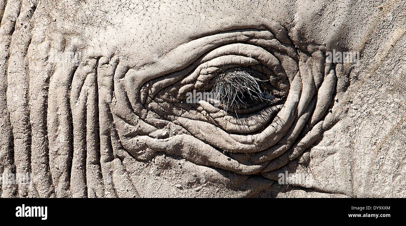 Elephant eyelashes hi-res stock photography and images - Alamy