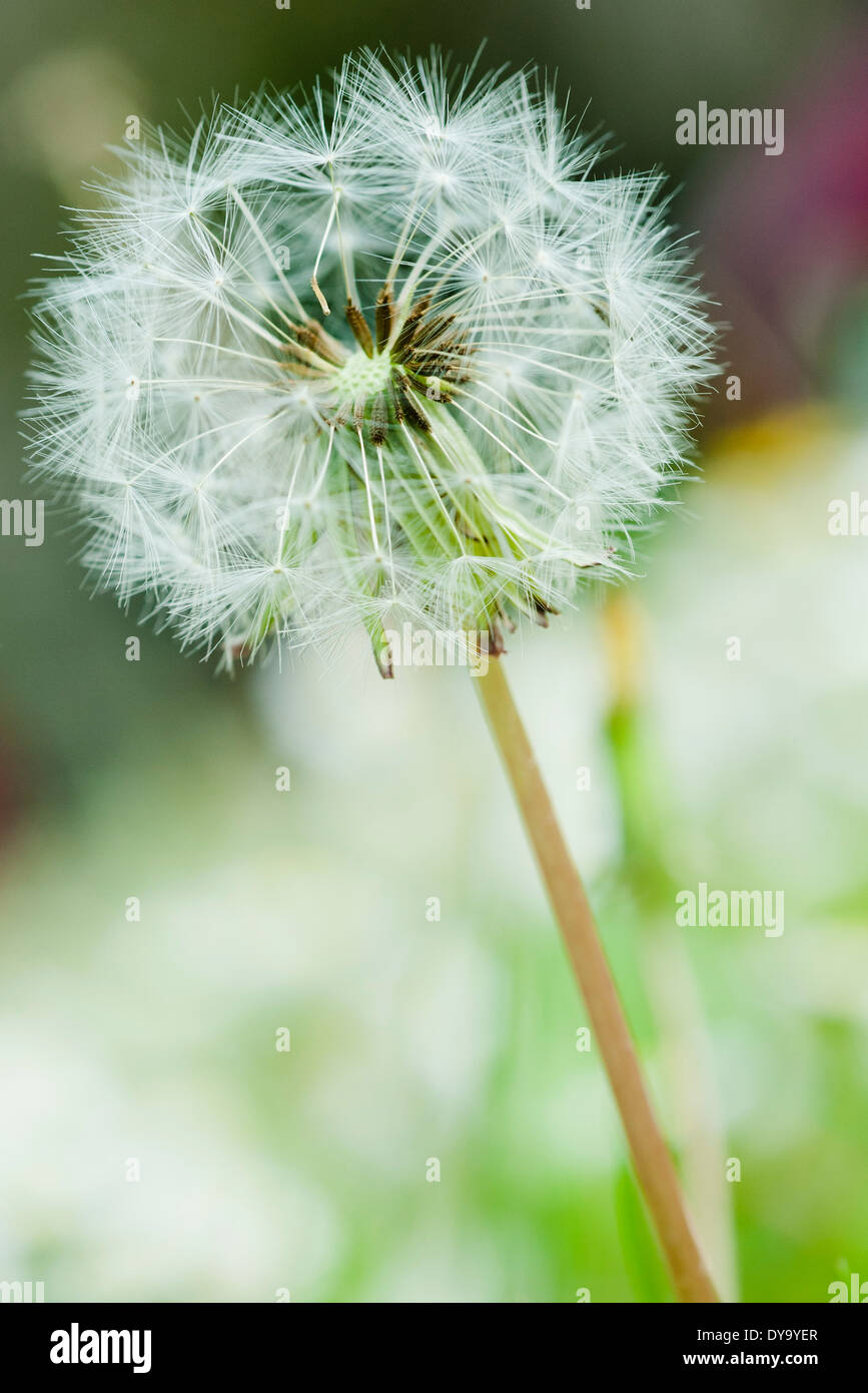 Dandelion seedhead in nature hi-res stock photography and images - Alamy