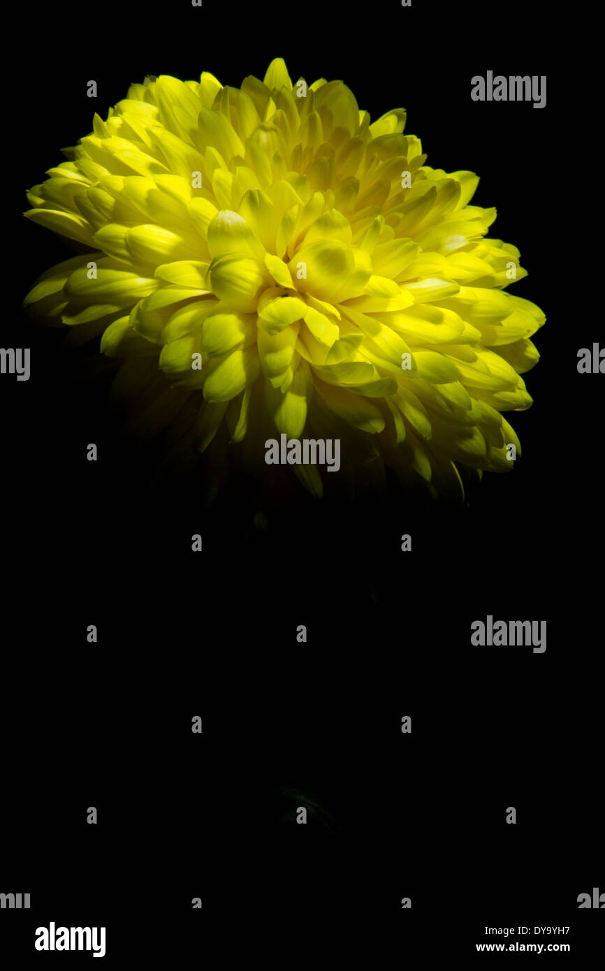 White chrysanthemums big yellow flowers hi-res stock photography and ...