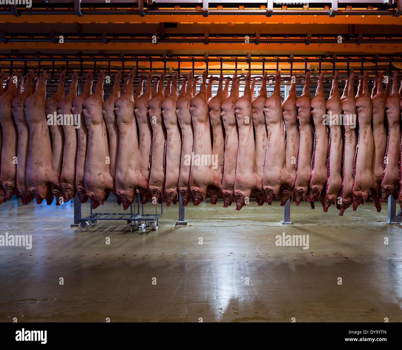 Danish crown slaughterhouse horsens denmark hi-res stock photography ...