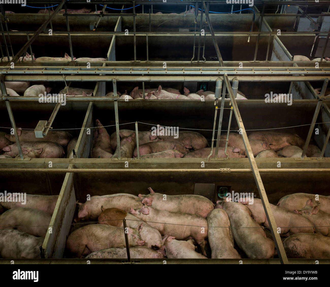 Series slaughterhouse hi-res stock photography and images - Alamy