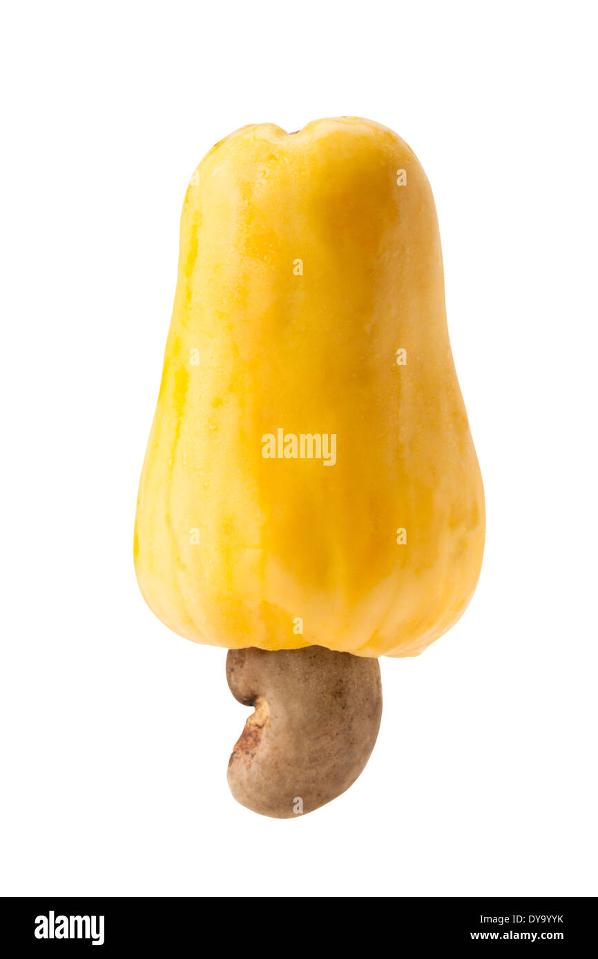 Fresh ripe Brazilian Caju Cashew Fruit with path Stock Photo - Alamy