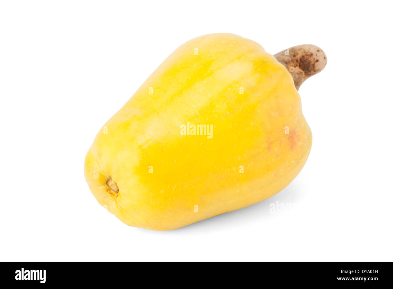 Fresh ripe Brazilian Caju Cashew Fruit with path Stock Photo - Alamy