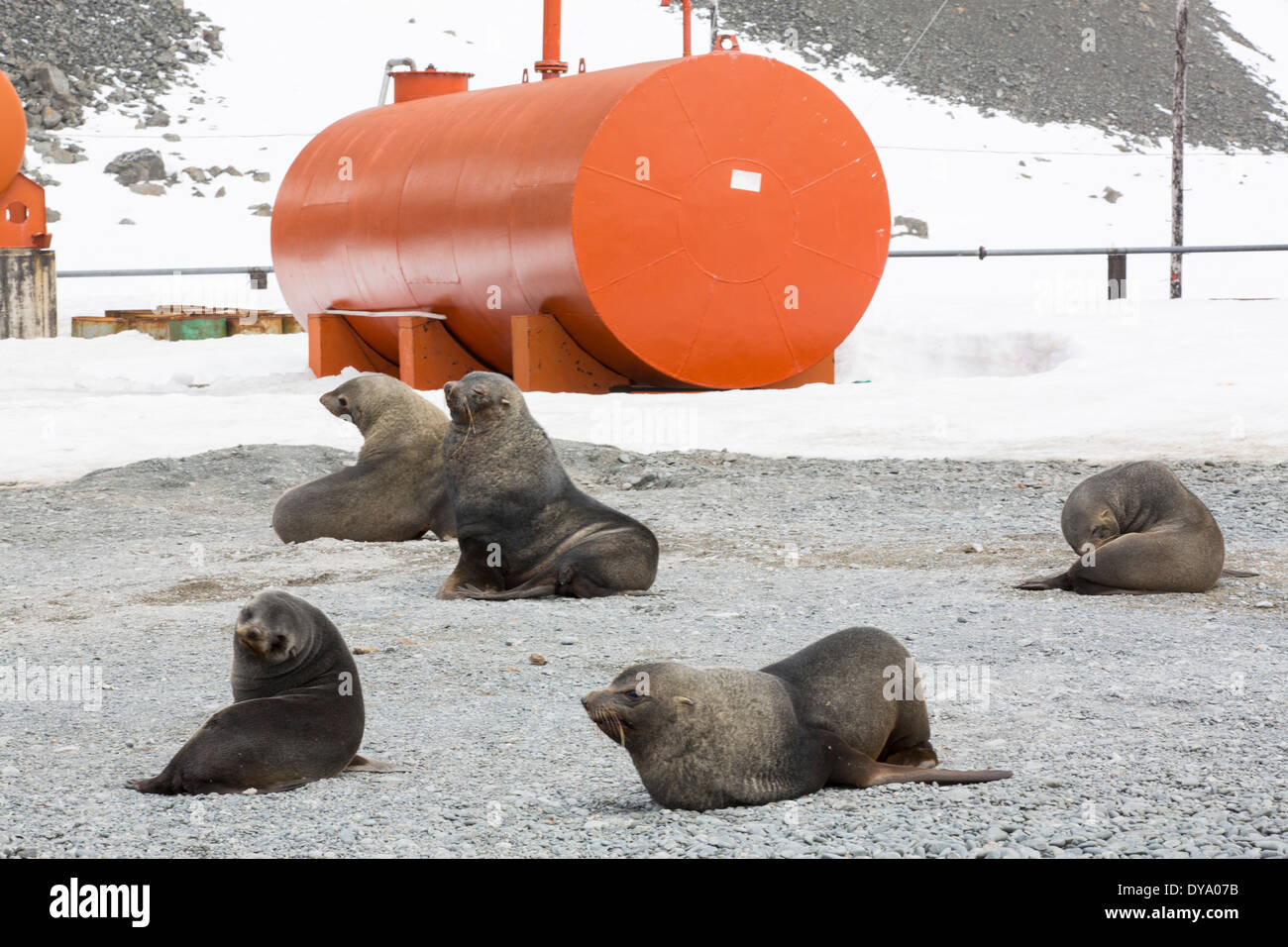 Base Orcadas is an Argentine scientific station in Antarctica, and the ...