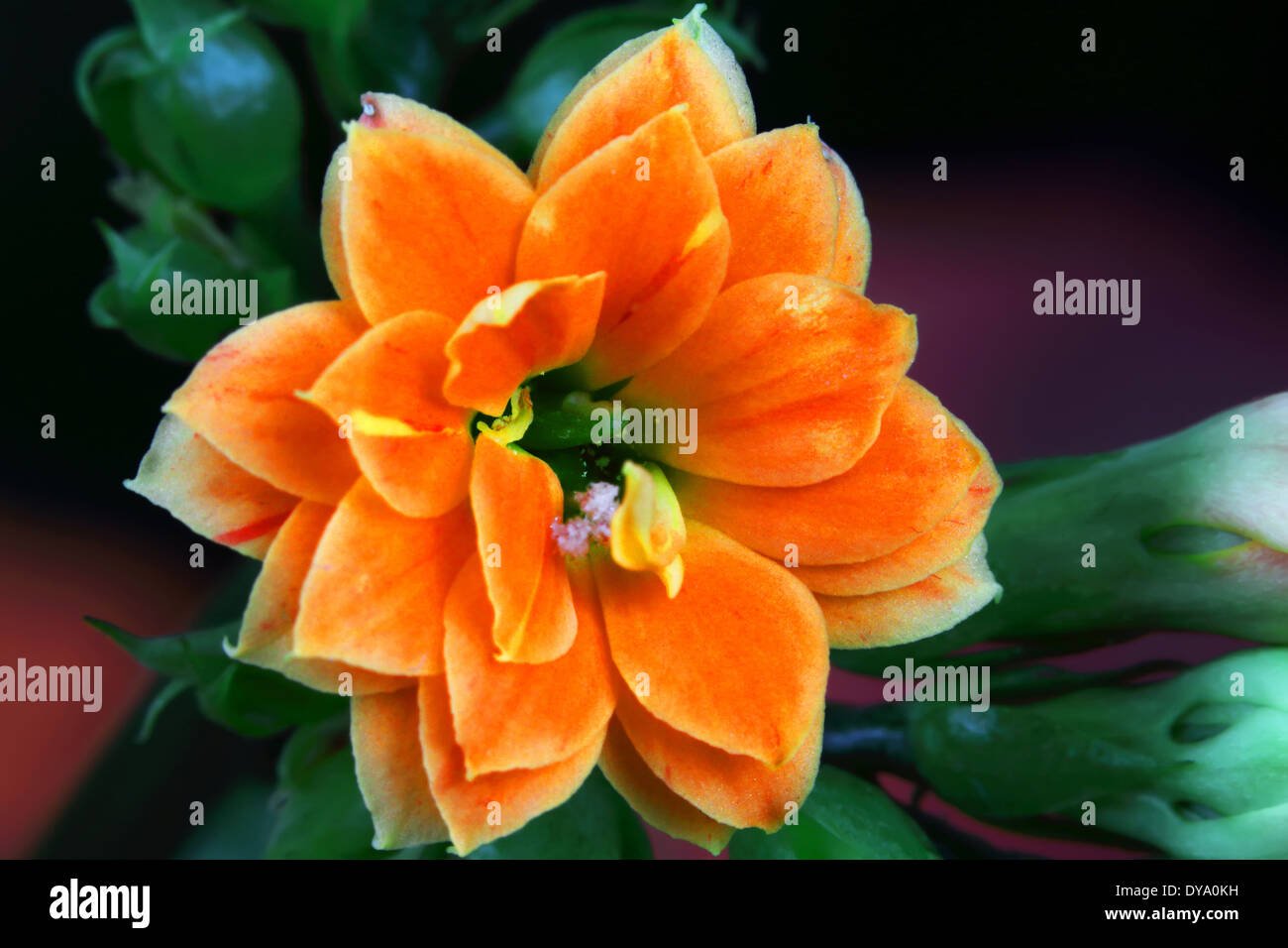 Bouquet spring beautiful flowers hi-res stock photography and images ...