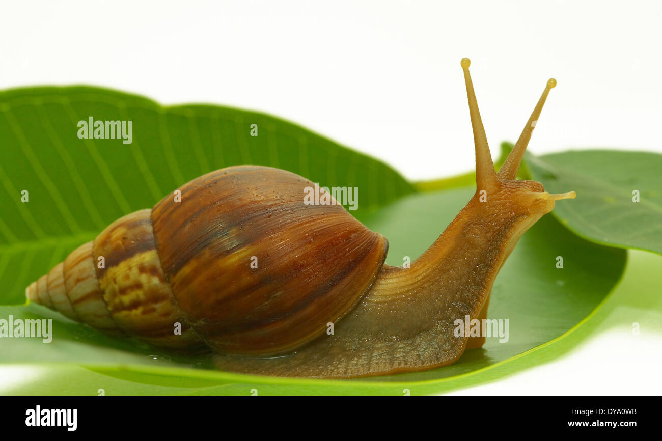 Brown green snail hi-res stock photography and images - Alamy