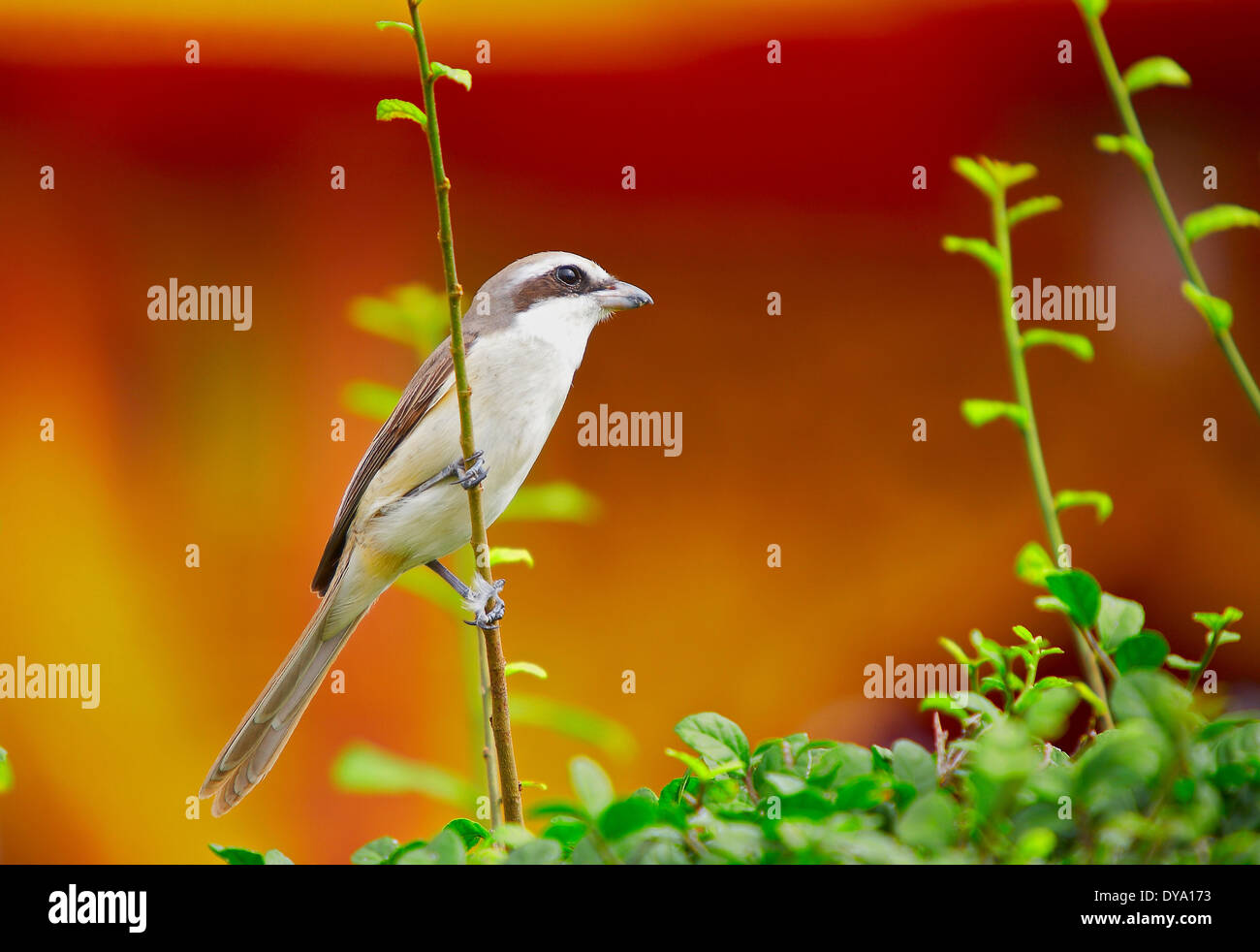 little gray color bird sitting on the bush Stock Photo - Alamy