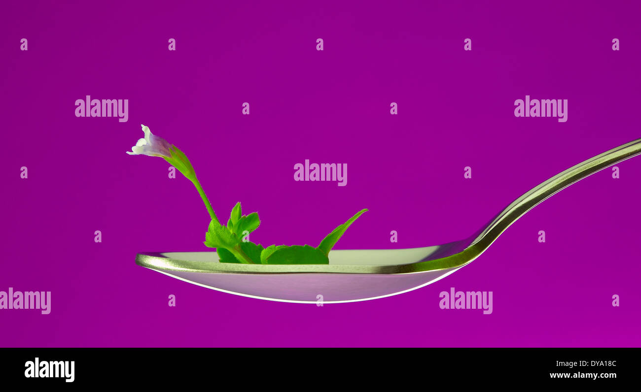 green color flower sprout in teaspoon Stock Photo - Alamy