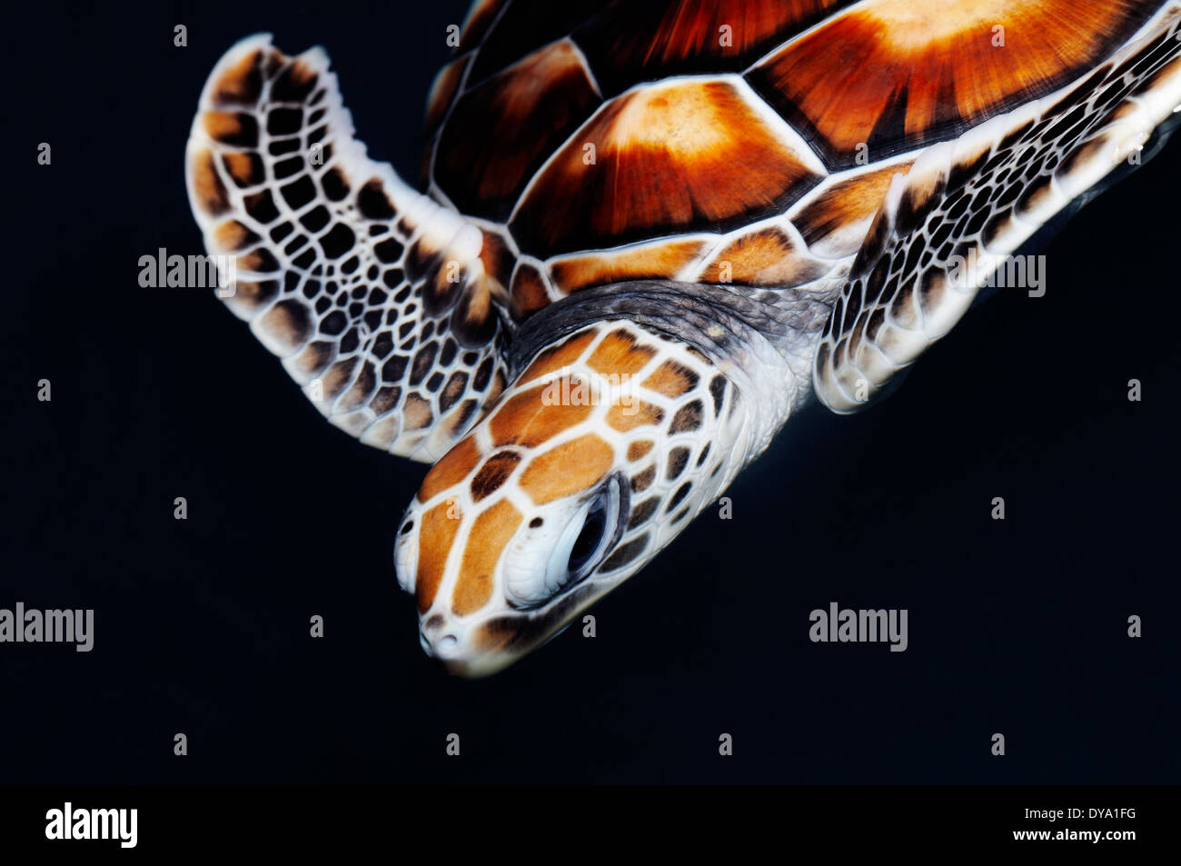 Turtle muzzle hi-res stock photography and images - Alamy