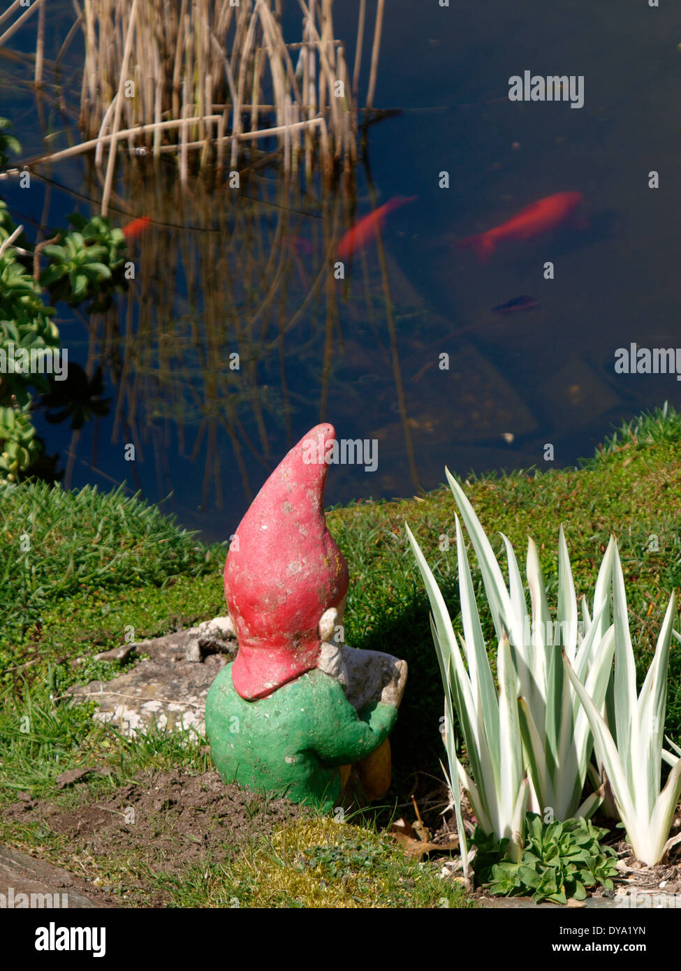 Gnome sat beside garden pond Stock Photo - Alamy
