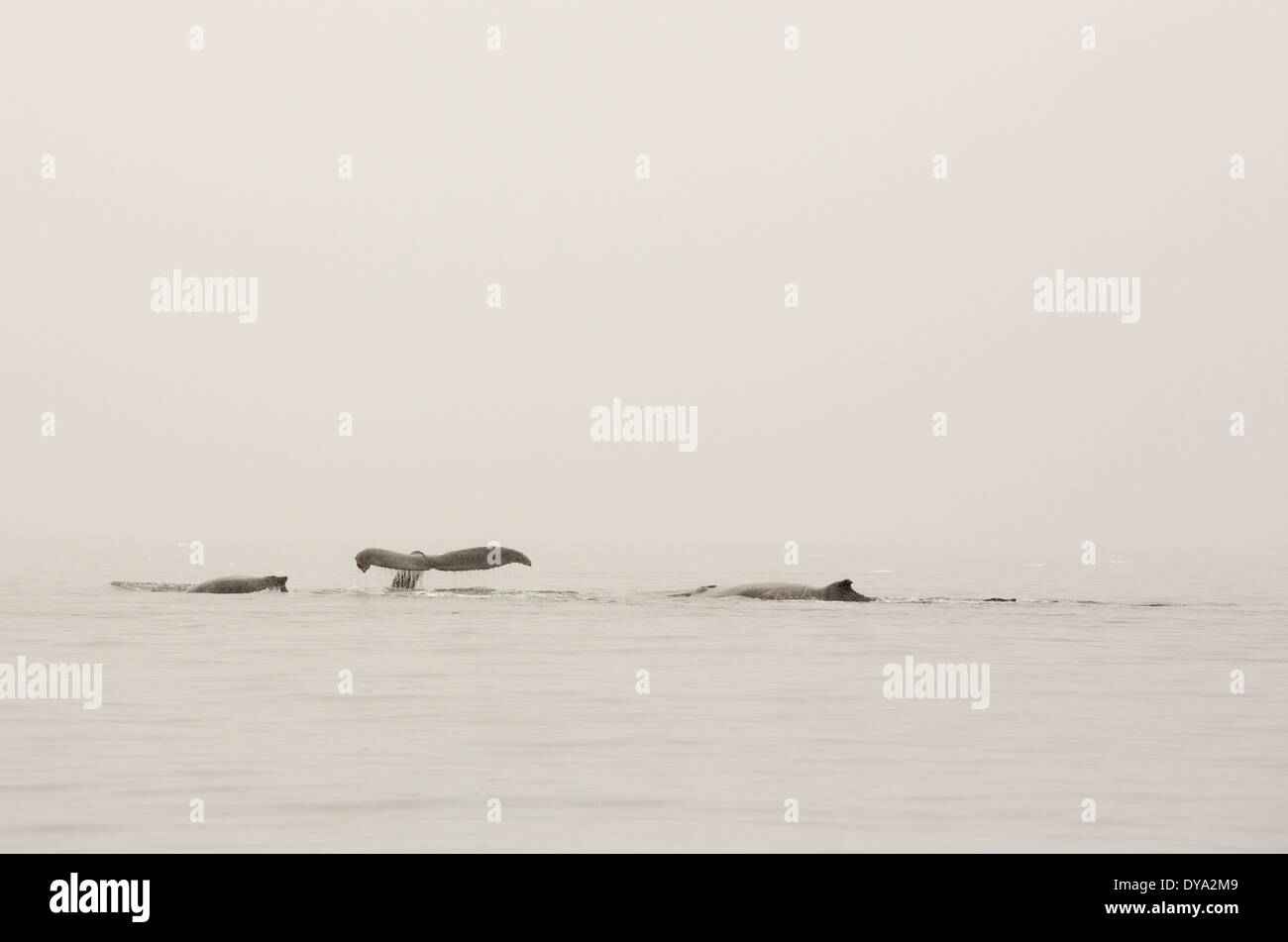 Humpback Whales feeding on krill in Wilhelmena Bay on the Antarctic ...