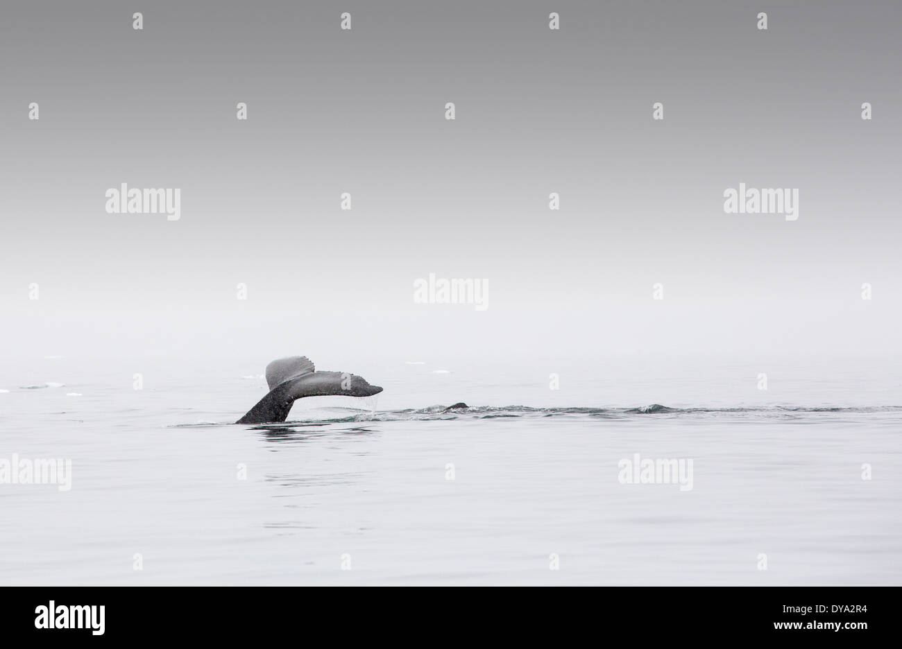 Humpback Whales feeding on krill in Wilhelmena Bay on the Antarctic ...