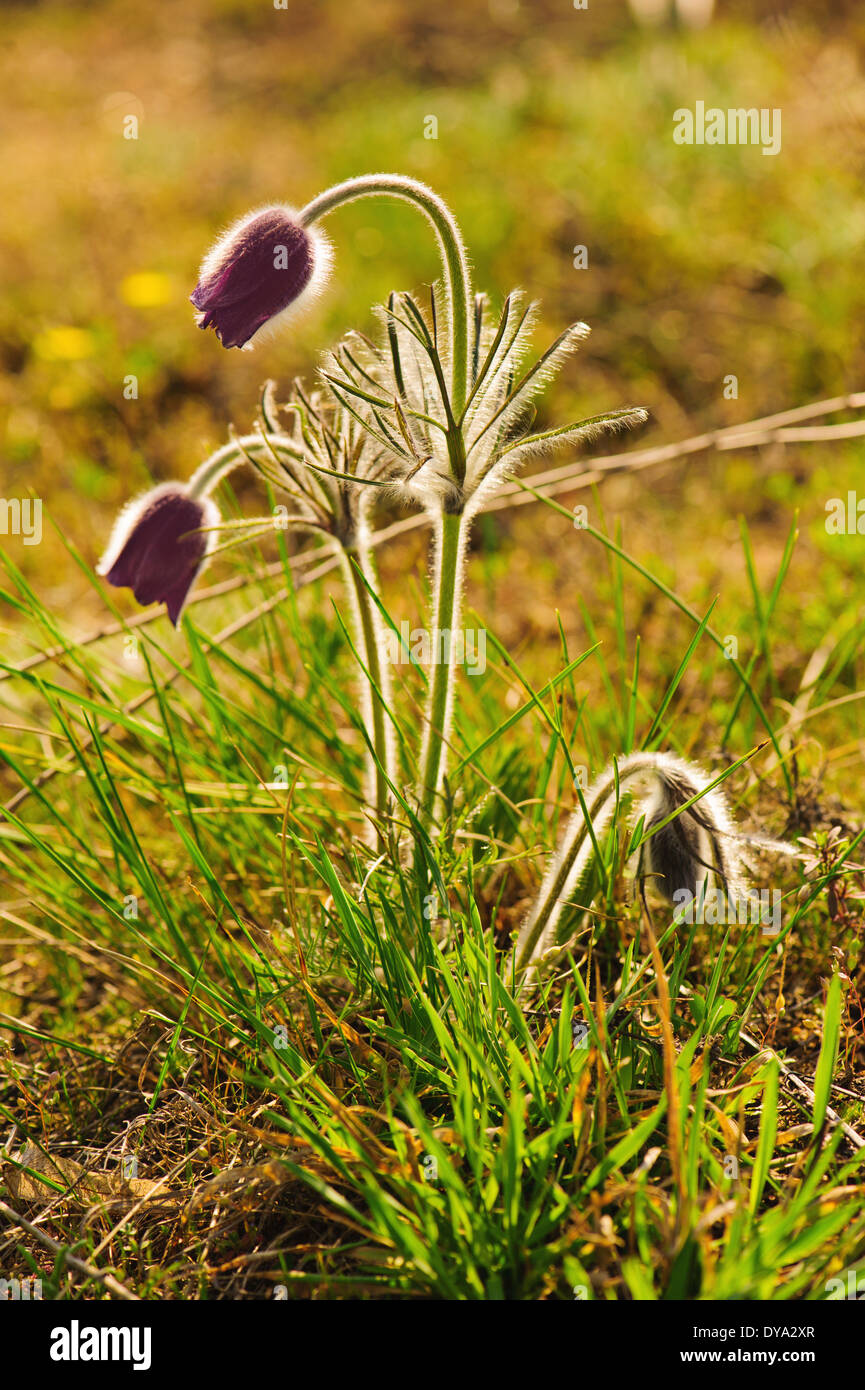 Pasque-flower in nature Stock Photo - Alamy