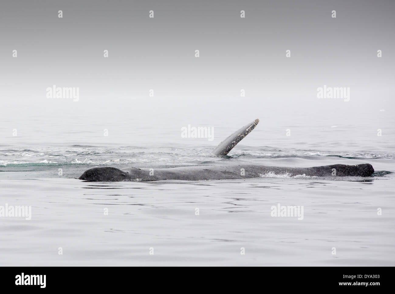 Humpback Whales feeding on krill in Wilhelmena Bay on the Antarctic ...