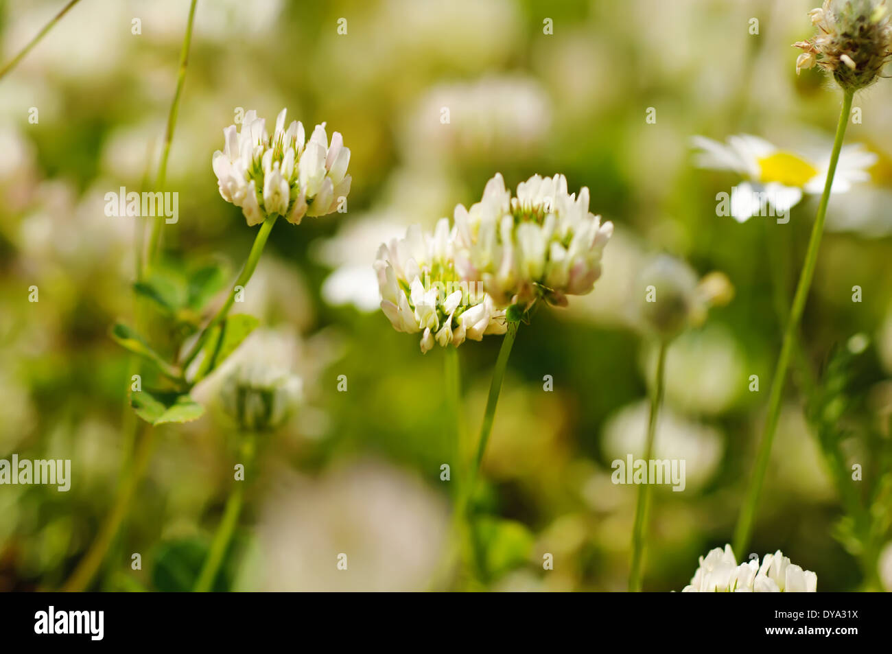 White clower flowers Stock Photo - Alamy
