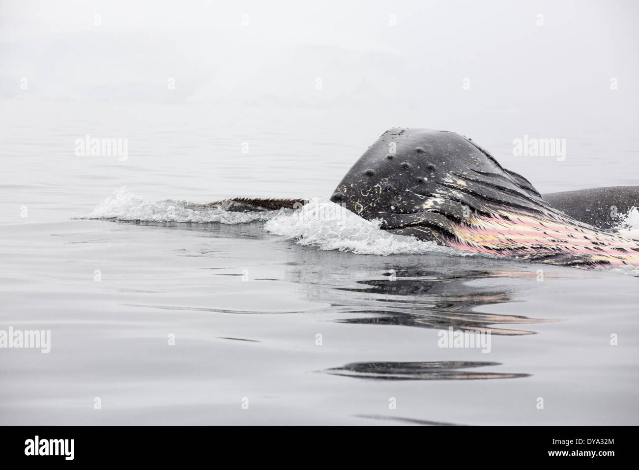 Humpback Whales feeding on krill in Wilhelmena Bay on the Antarctic ...