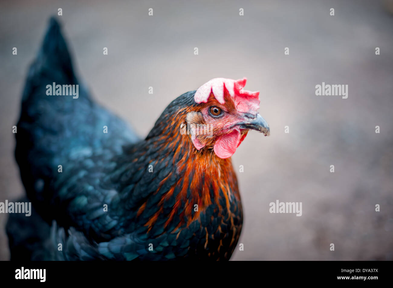Rhode Island Reds High Resolution Stock Photography and Images - Alamy
