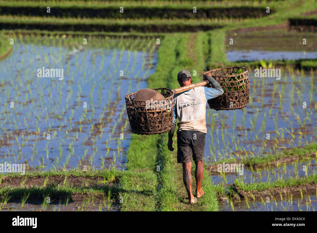 Man carrying rice paddy field hi-res stock photography and images - Alamy