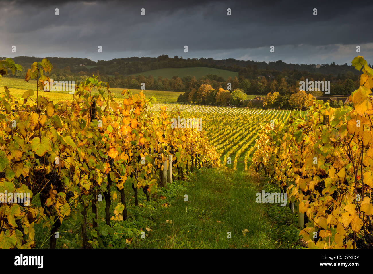 Autumn vineyards at Denbies Wine Estate, Dorking, Surrey, UK Stock ...