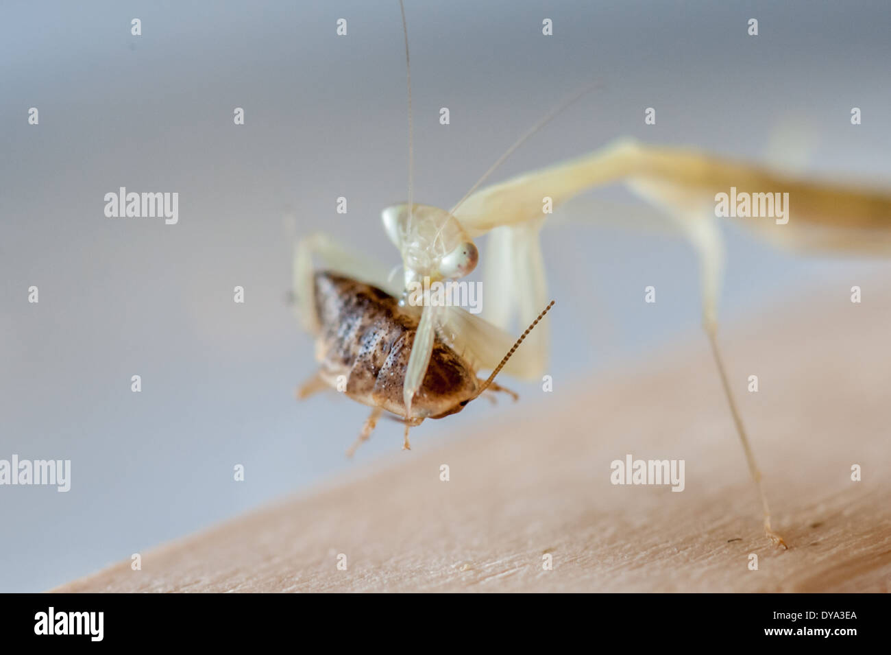 praying mantis eating his dinner Stock Photo - Alamy