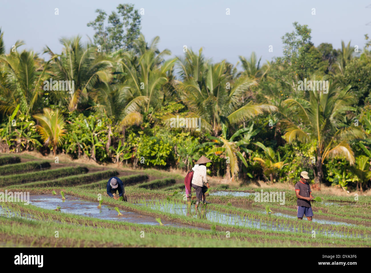 Group of people working on rice field in region of Antosari and ...