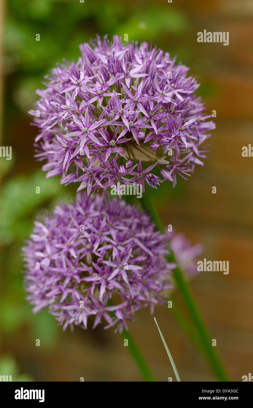 Allium plant heads hi-res stock photography and images - Alamy