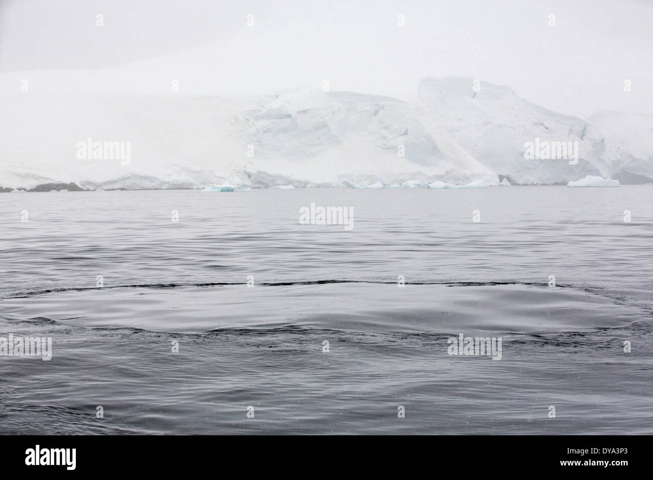 Whale Footprint High Resolution Stock Photography and Images - Alamy