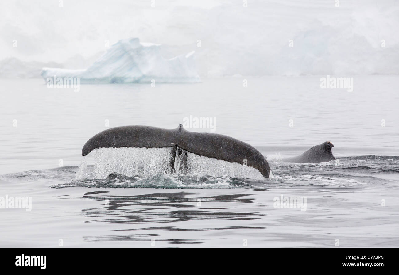 Humpback Whales feeding on krill in Wilhelmena Bay on the Antarctic ...
