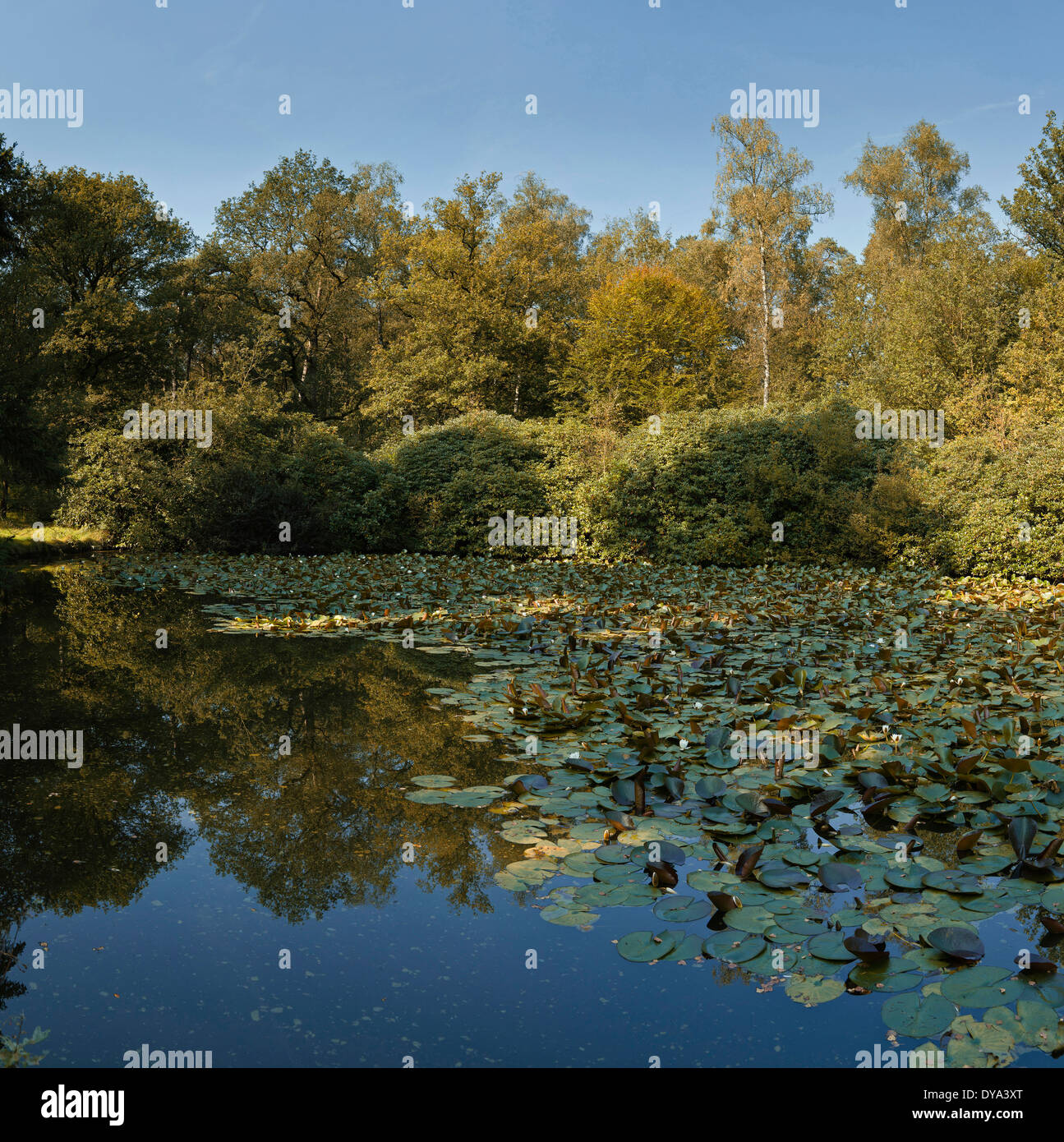 Netherlands, Holland, Europe, Hoenderloo, Gelderland, landscape, water ...