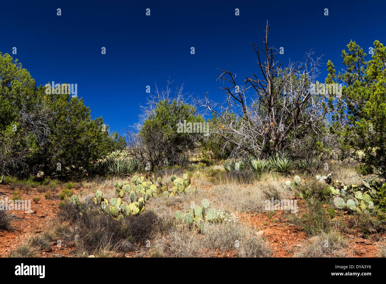 Cacti trail hi-res stock photography and images - Alamy