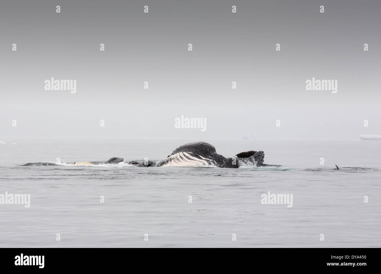 Humpback Whales feeding on krill in Wilhelmena Bay on the Antarctic ...