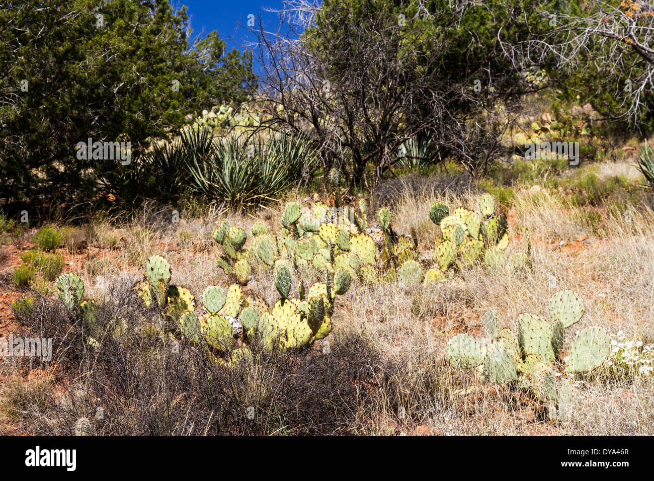 Cacti trail hi-res stock photography and images - Alamy