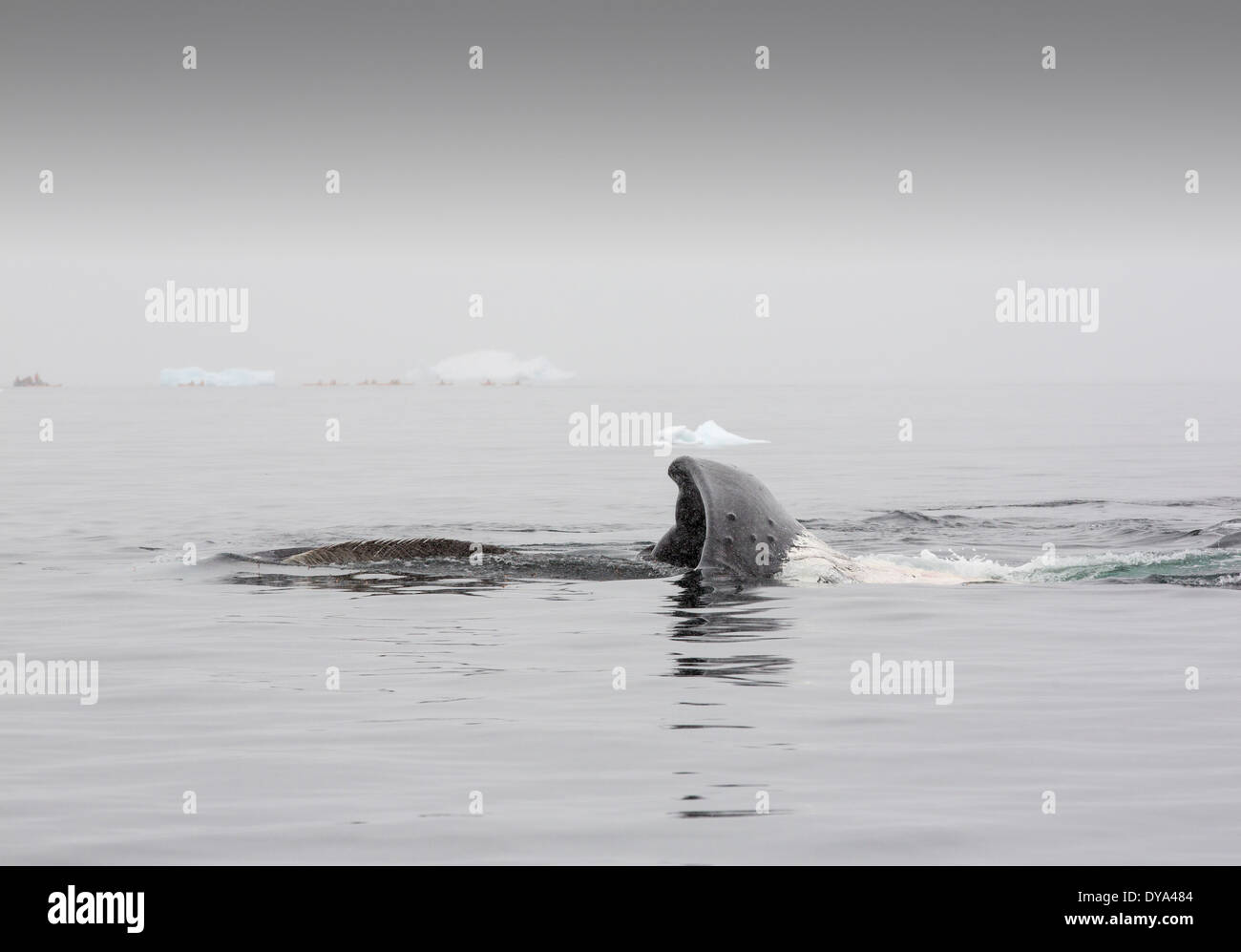 Humpback Whales feeding on krill in Wilhelmena Bay on the Antarctic ...