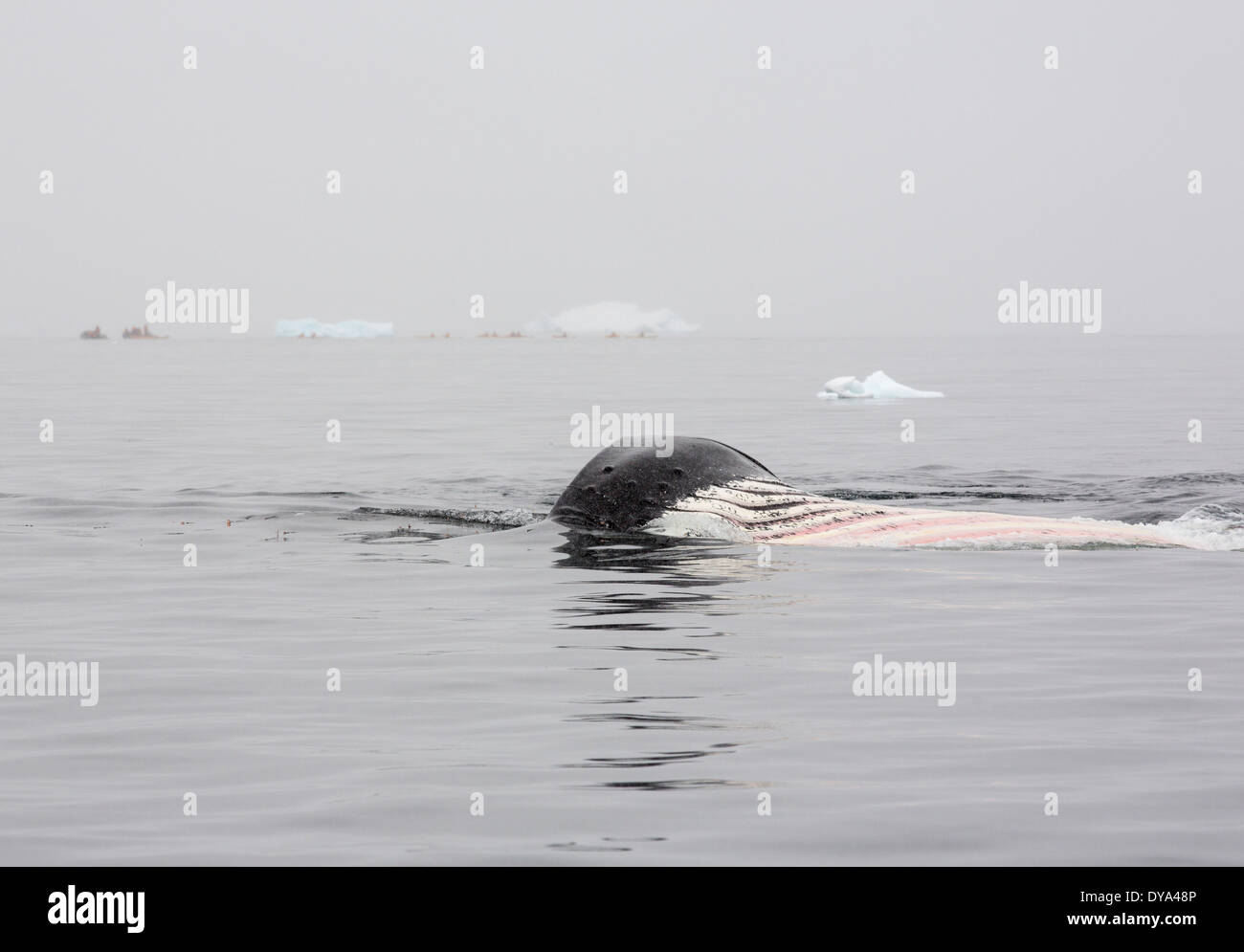 Humpback Whales feeding on krill in Wilhelmena Bay on the Antarctic ...