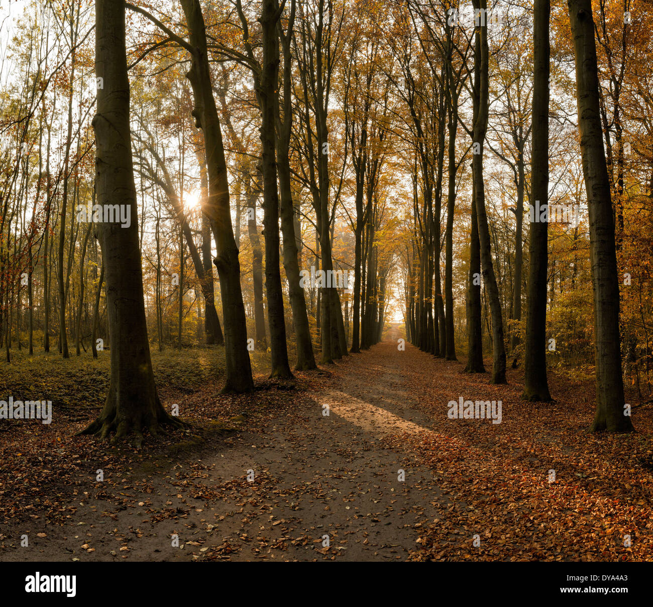 Gelderland forest landscape hi-res stock photography and images - Alamy