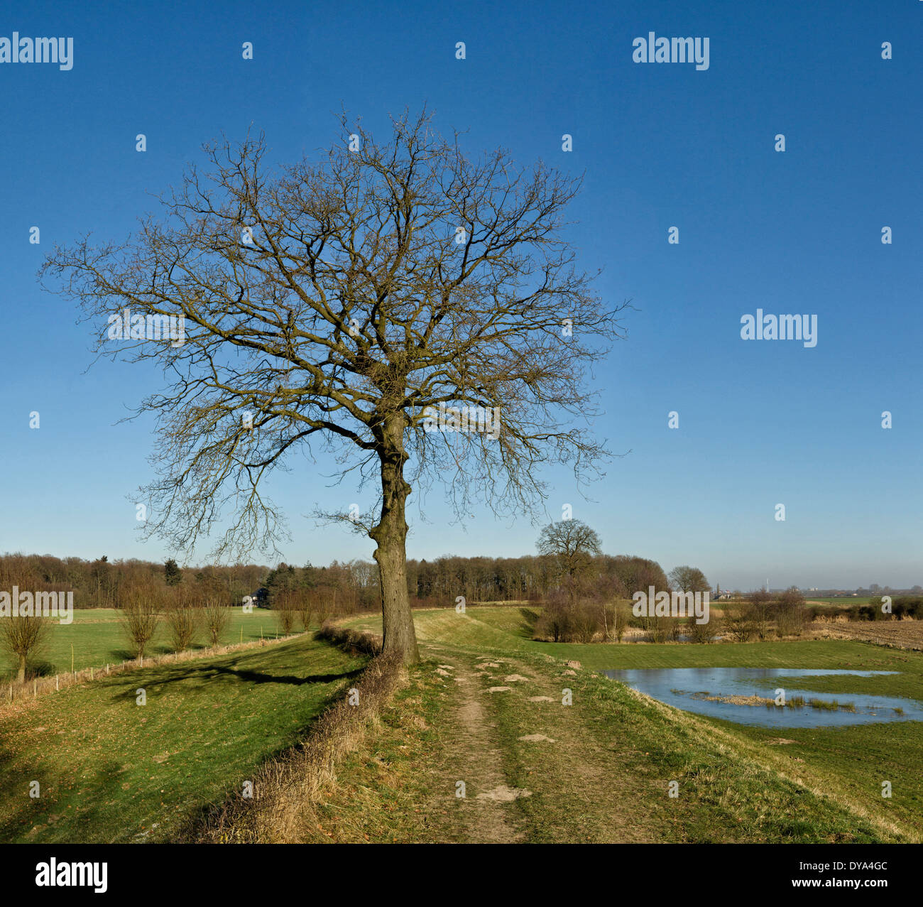 Netherlands, Holland, Europe, Wilp, Gelderland, landscape, field ...