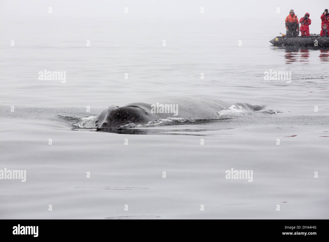 Humpback Whales feeding on krill in Wilhelmena Bay on the Antarctic ...