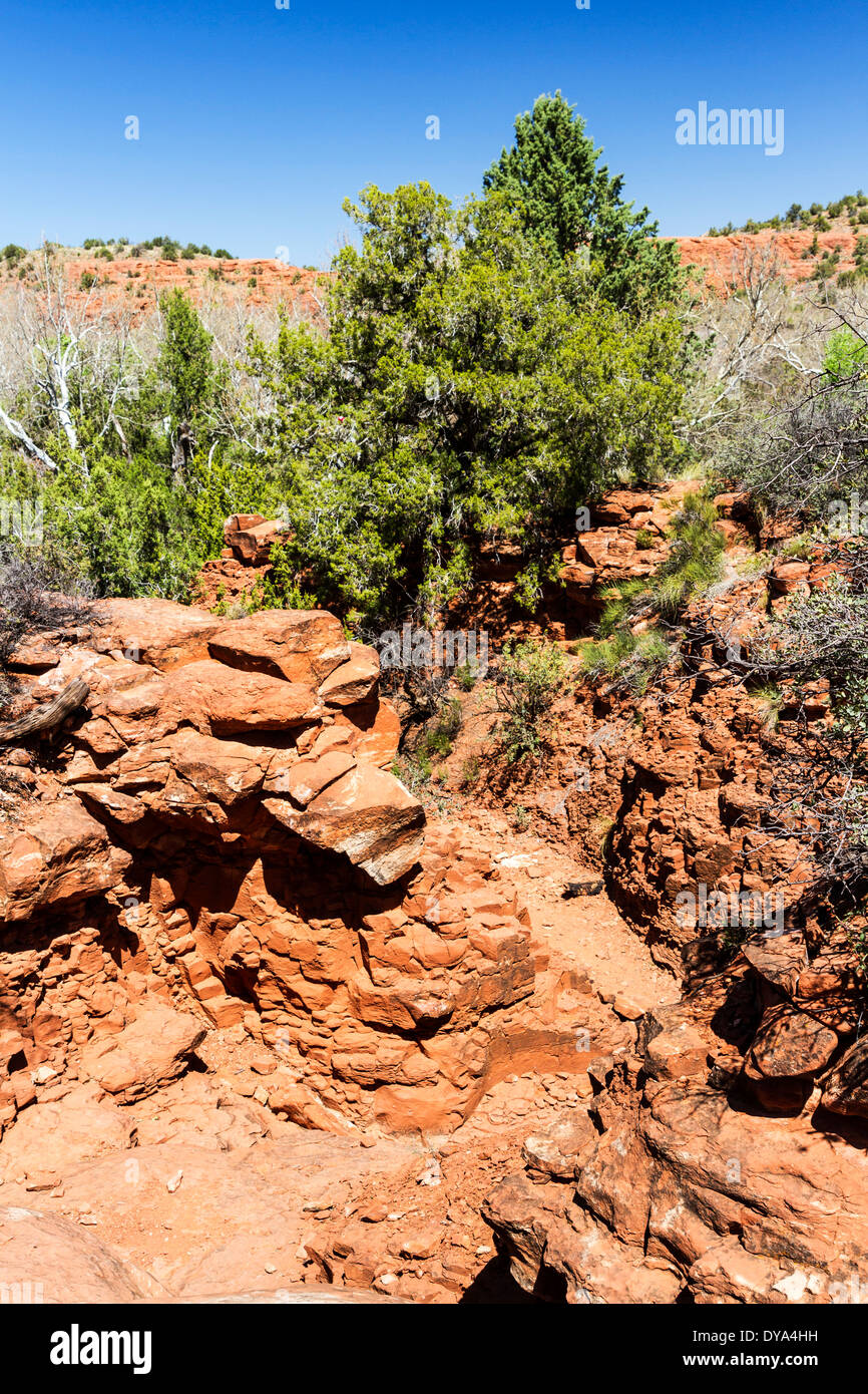Sandstone gully forest hi-res stock photography and images - Alamy