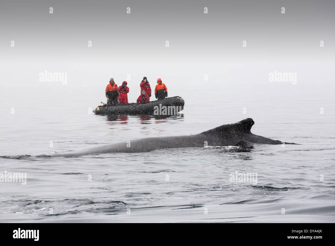 Humpback Whales feeding on krill in Wilhelmena Bay on the Antarctic ...
