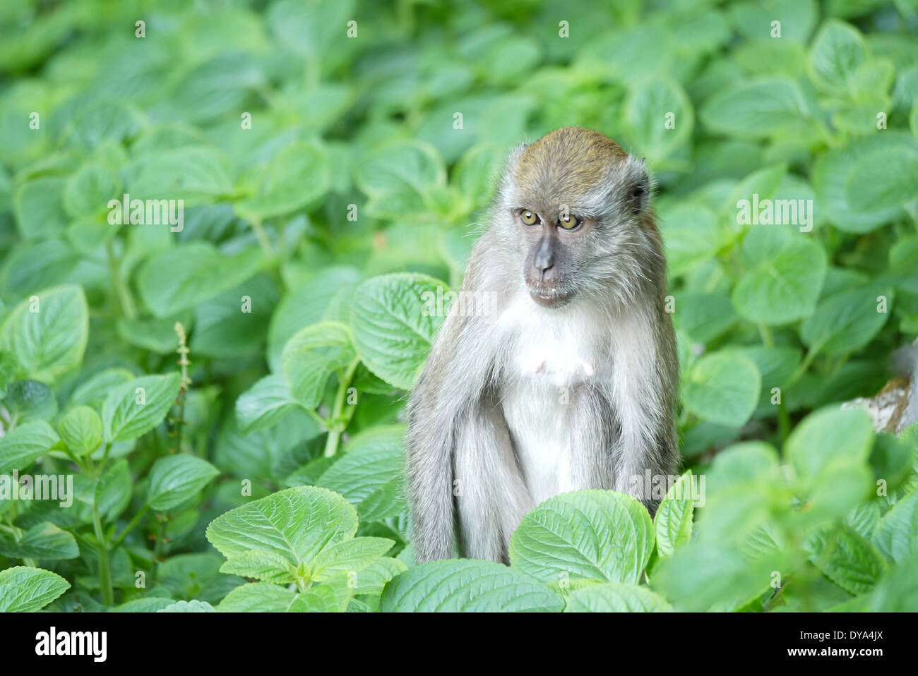 Portrait of a Female Monkey Amongst the Bushes Stock Photo - Alamy