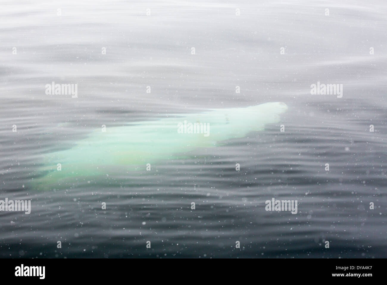 Humpback Whales feeding on krill in Wilhelmena Bay on the Antarctic ...